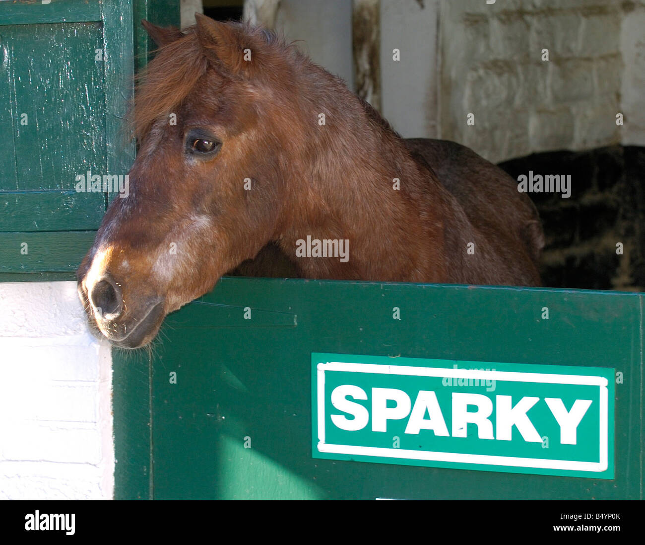 SPARKY - the UK's last surviving deep pit pony - has passed away after ...