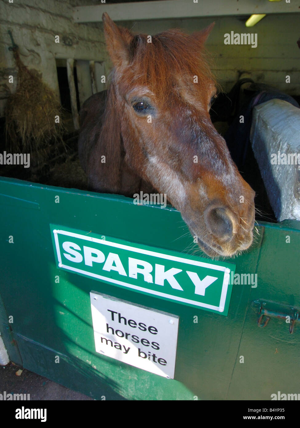 SPARKY - the UK's last surviving deep pit pony - has passed away after ...