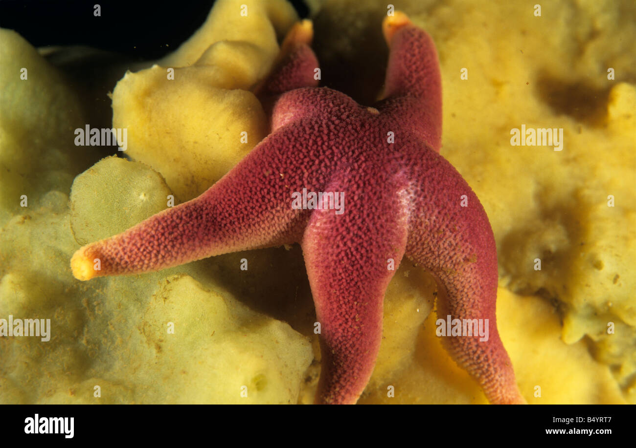 Starfich on yellow sponge, Iceland Stock Photo - Alamy