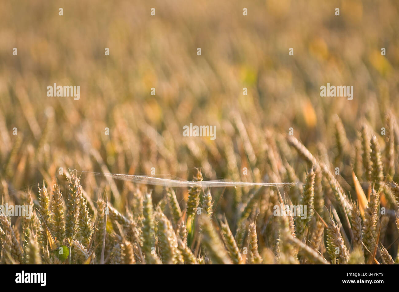 Spider web in corn field Stock Photo - Alamy