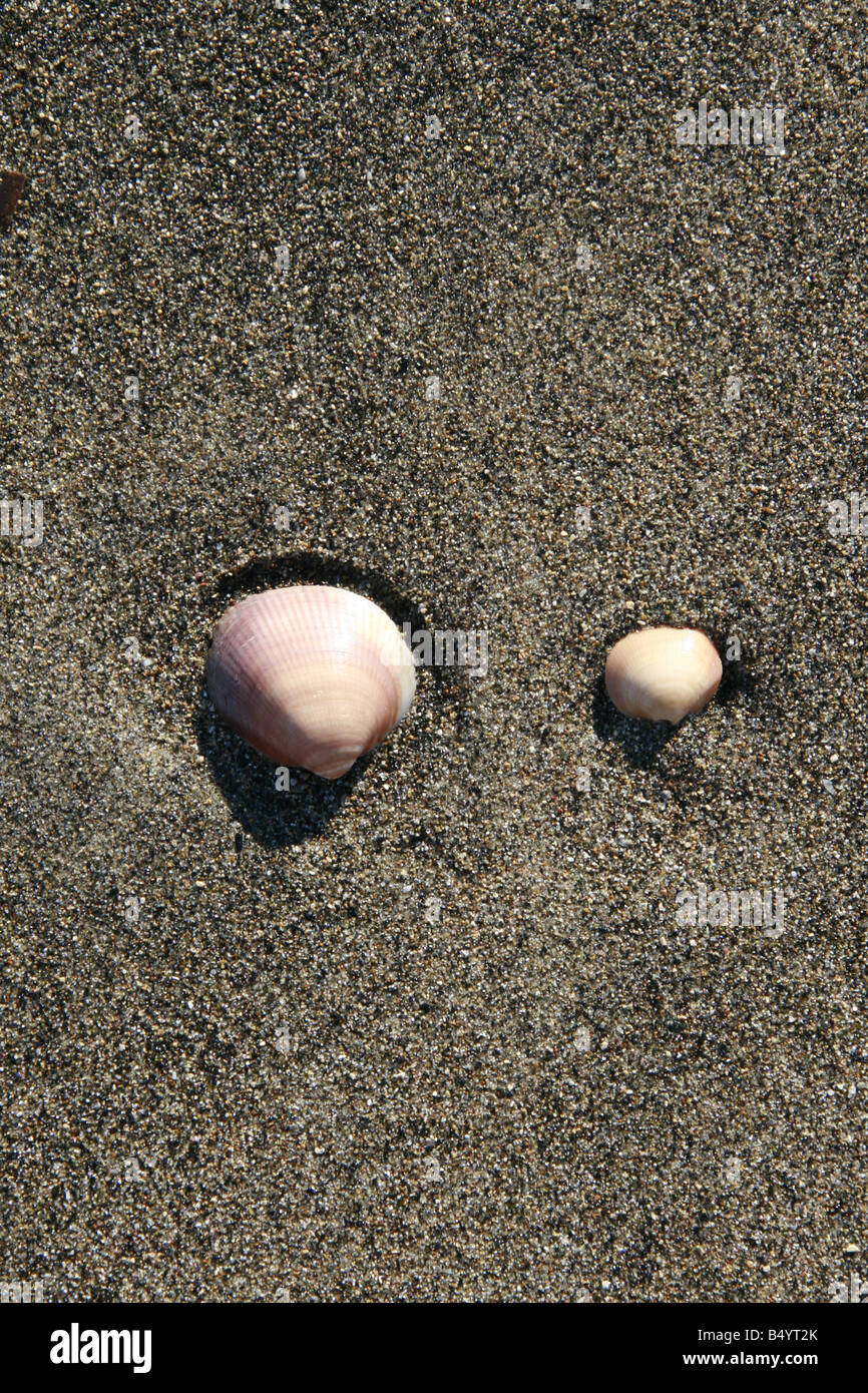 two sea shells washed up on sandy beach shore Stock Photo - Alamy