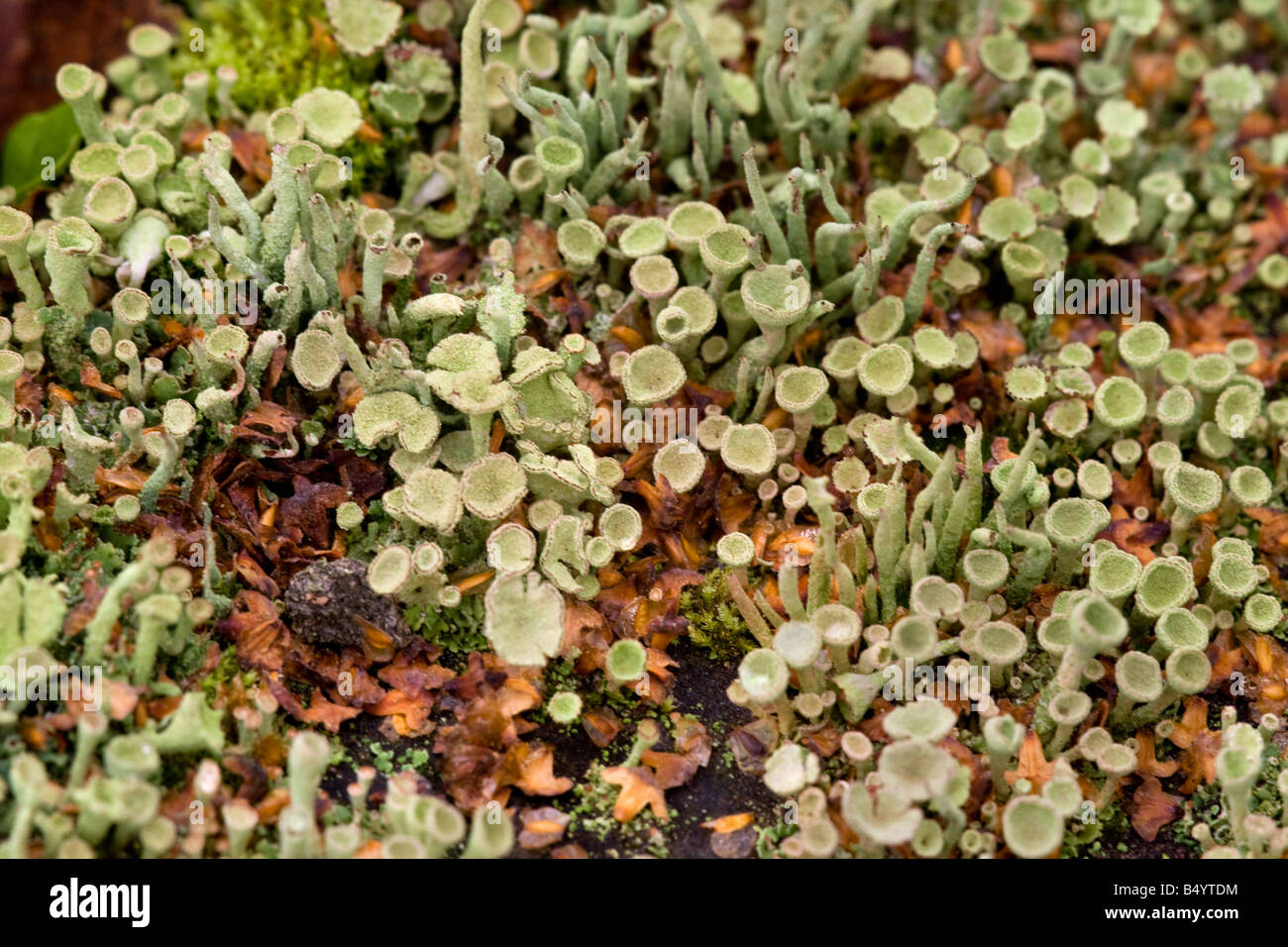 Lichen Cladonia coniocraea growing on dead Silver Birch Betula pendula ...