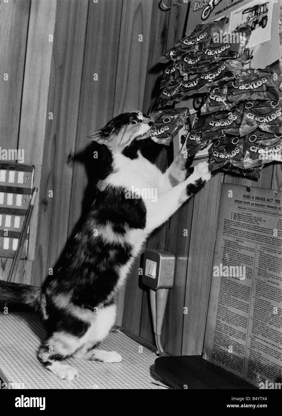 Animals - Cats. Stealer....Squeak at work. October 1984 P000463 Stock ...