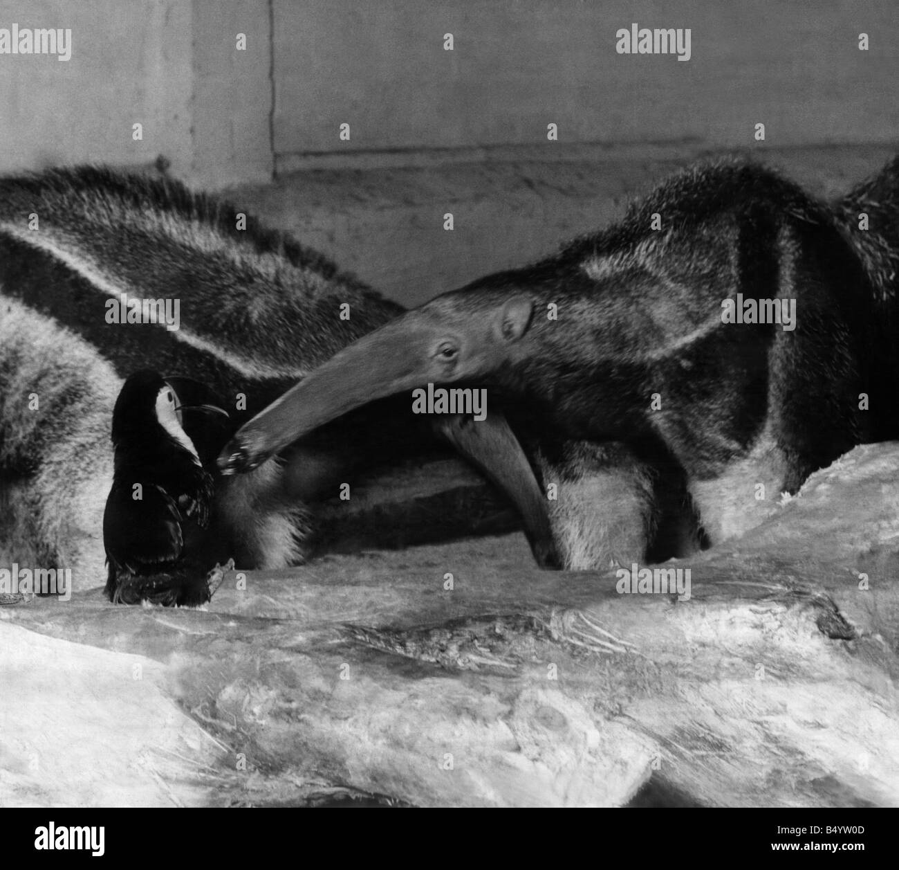 Animals - Anteater - Toucan and Anteater friendship Bellevue Zoo ...