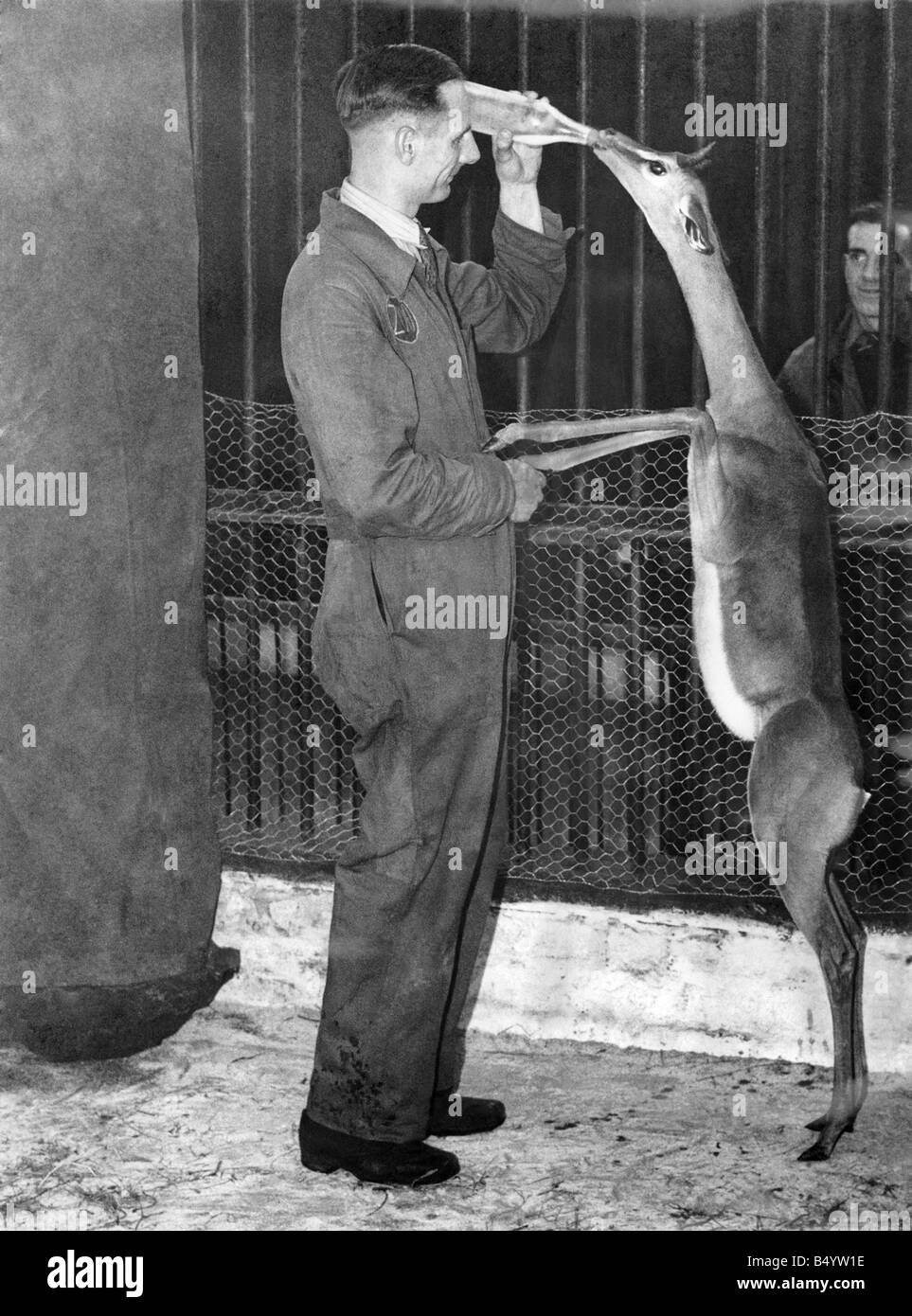 Animals : Gerenuk (the Gazelle being fed at Bellevue Zoo. October 1948 ...