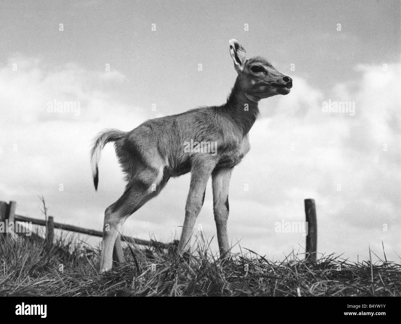 Five day old Nylghaie calf (Indian antelope). It was deserted by its ...