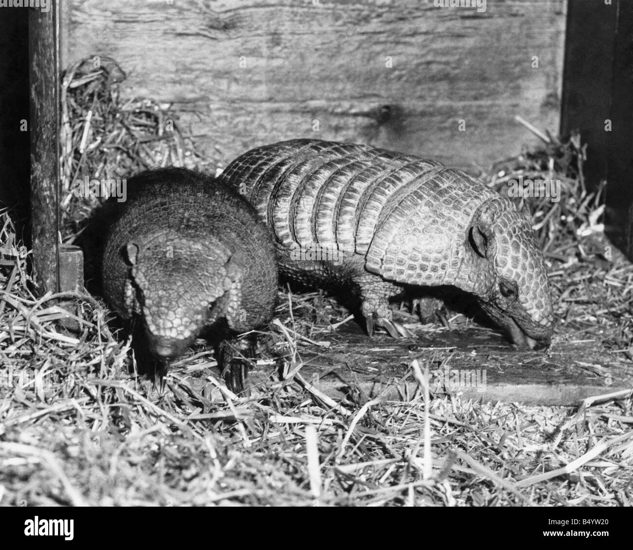 Cute armadillo Black and White Stock Photos & Images - Alamy