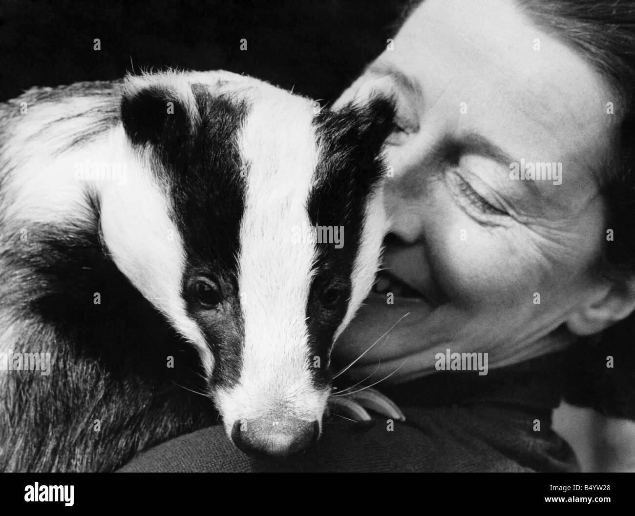 Animals - Badger. Mrs. Ruth Murray nursing Tikki, the grand old lady of ...