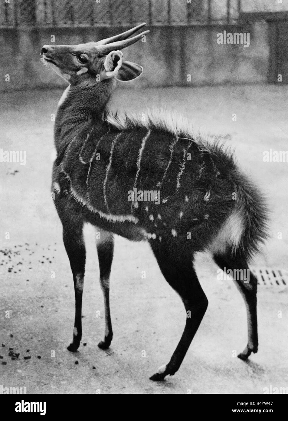 October cute Black and White Stock Photos & Images - Alamy