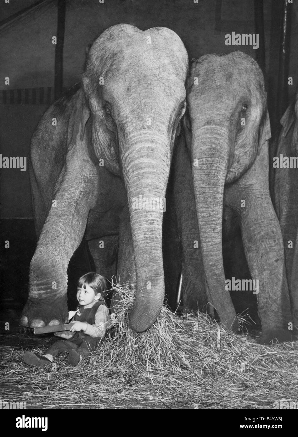 Animals - Children with Elephants. October 1959 P000474 Stock Photo - Alamy