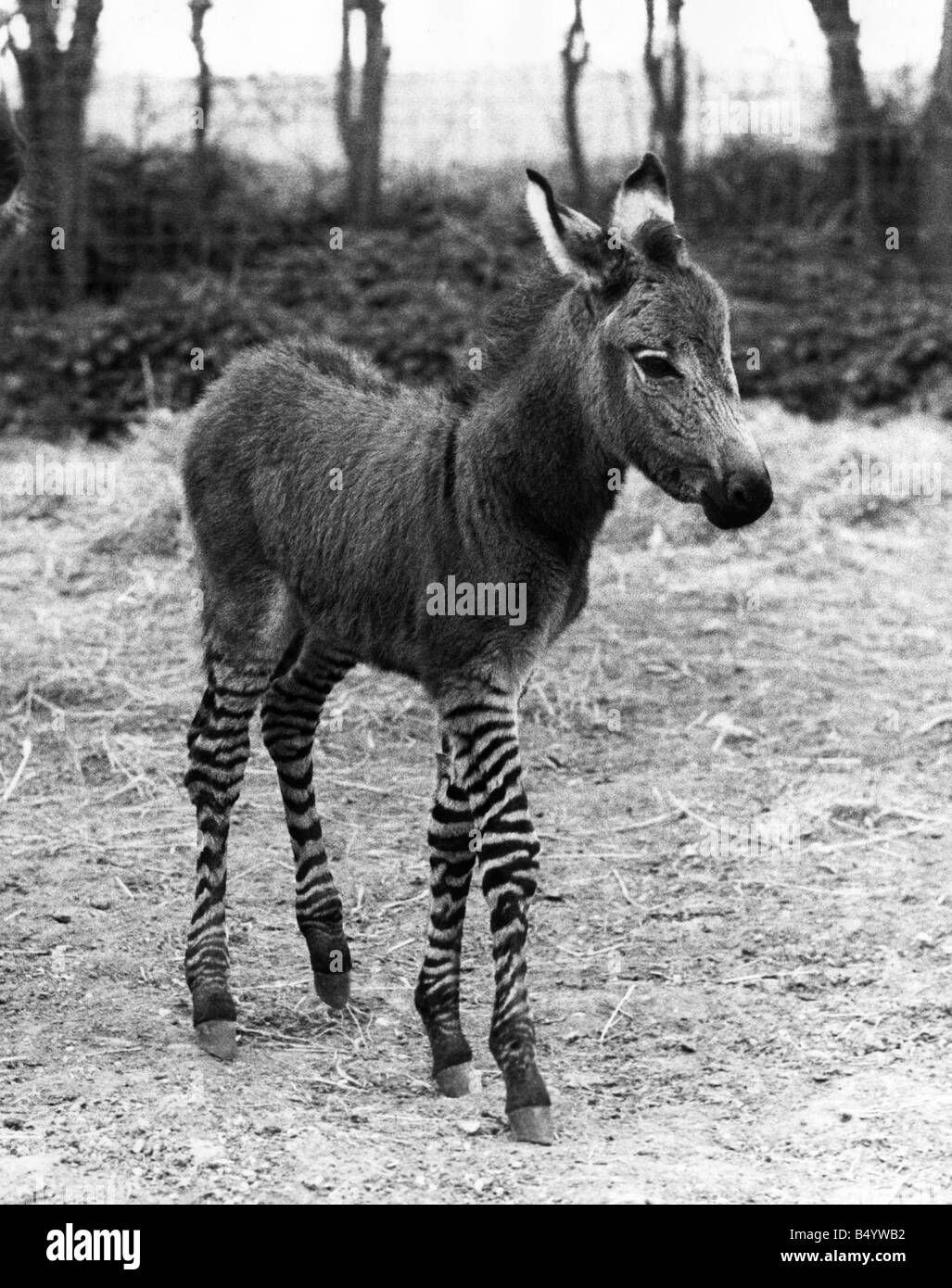 The Zedonk - Mother a donkey, father a zebra. They live at Colchester ...