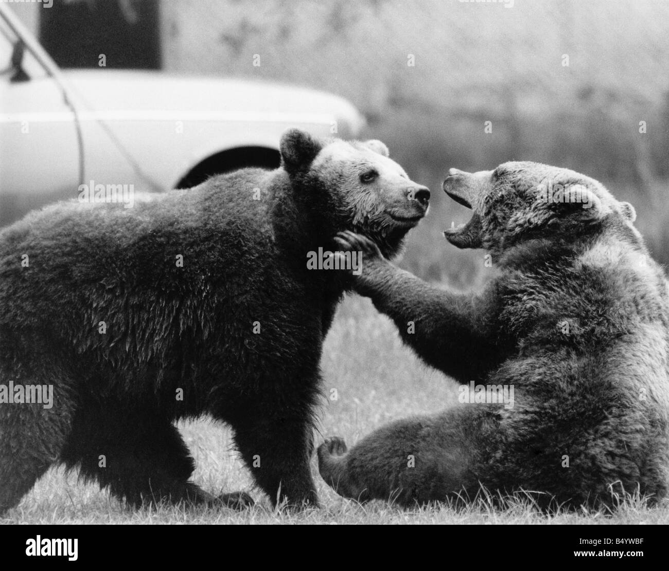 Bungle bungle Black and White Stock Photos & Images - Alamy