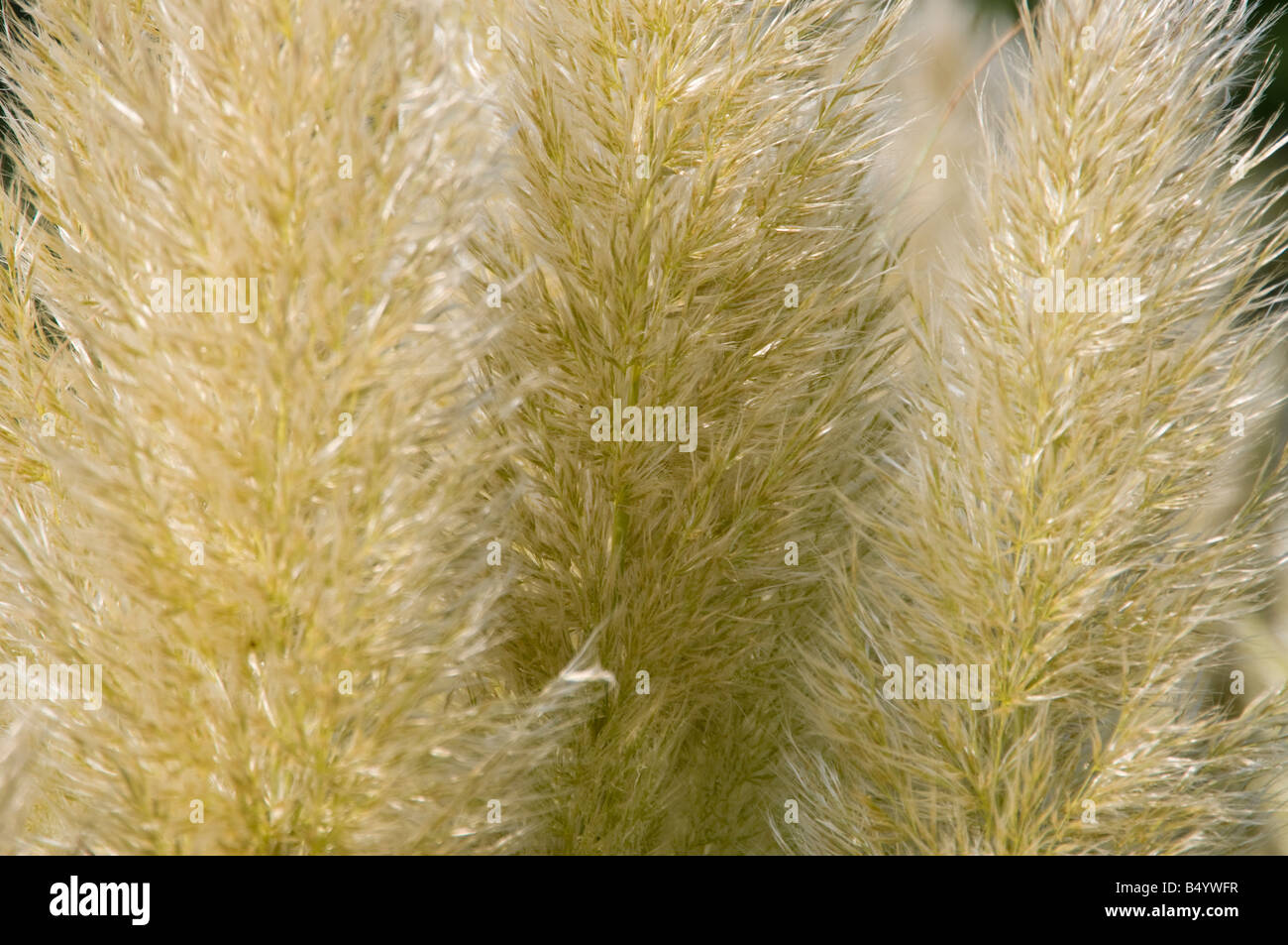 Moor grass hi-res stock photography and images - Alamy