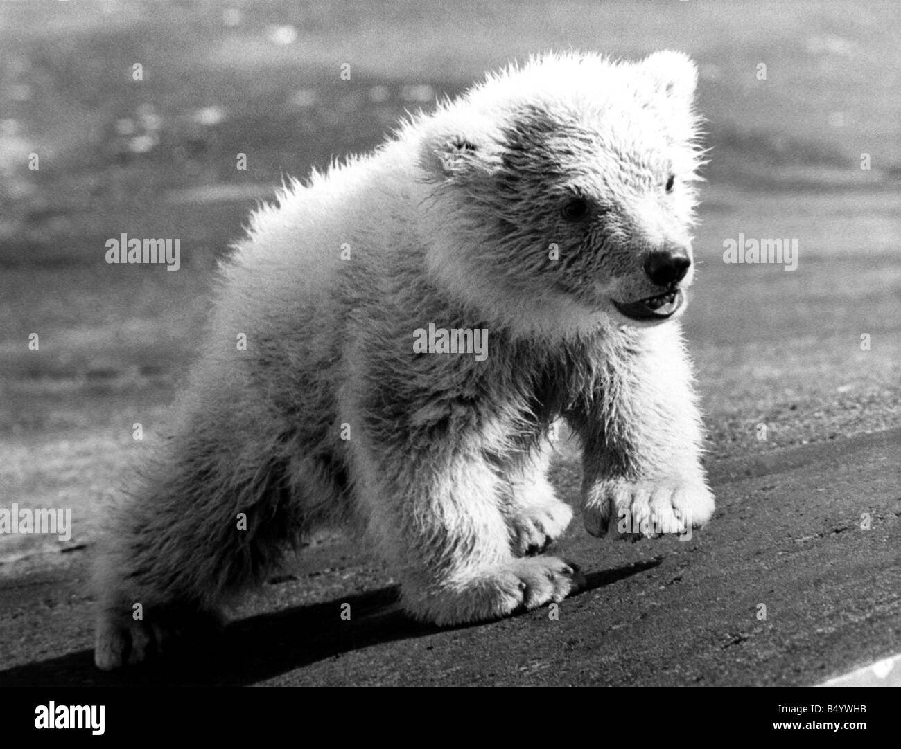 Animals Bears Polar. Little Dougan - or Miss Dougan - taken a first ...