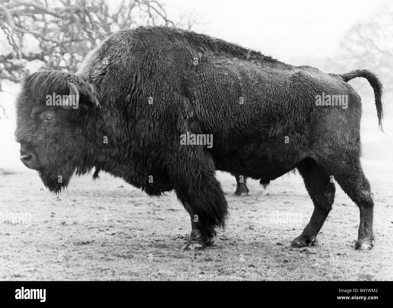 1970s father hi-res stock photography and images - Alamy