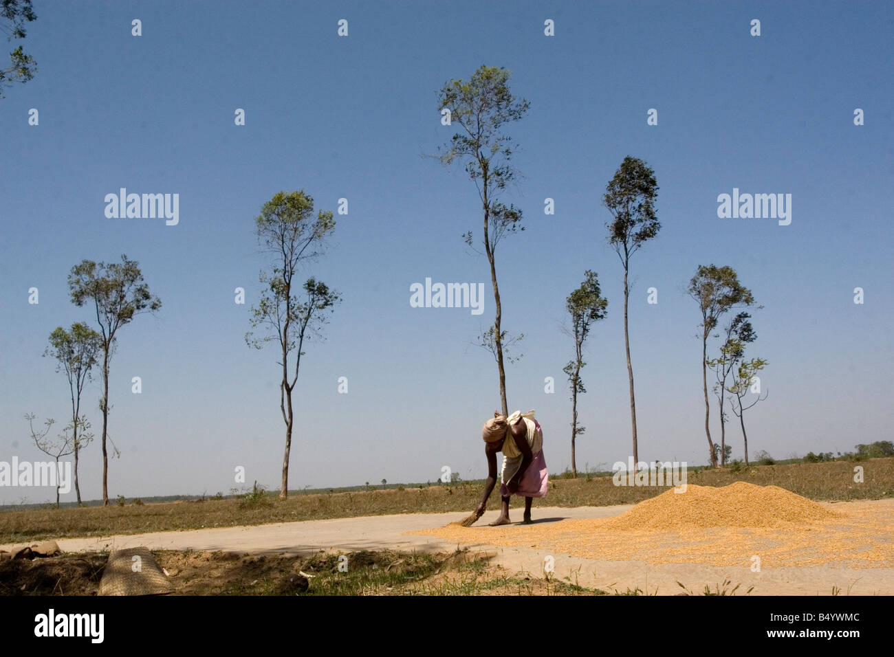 A woman from rural area drying the corns under sun at a village of West ...