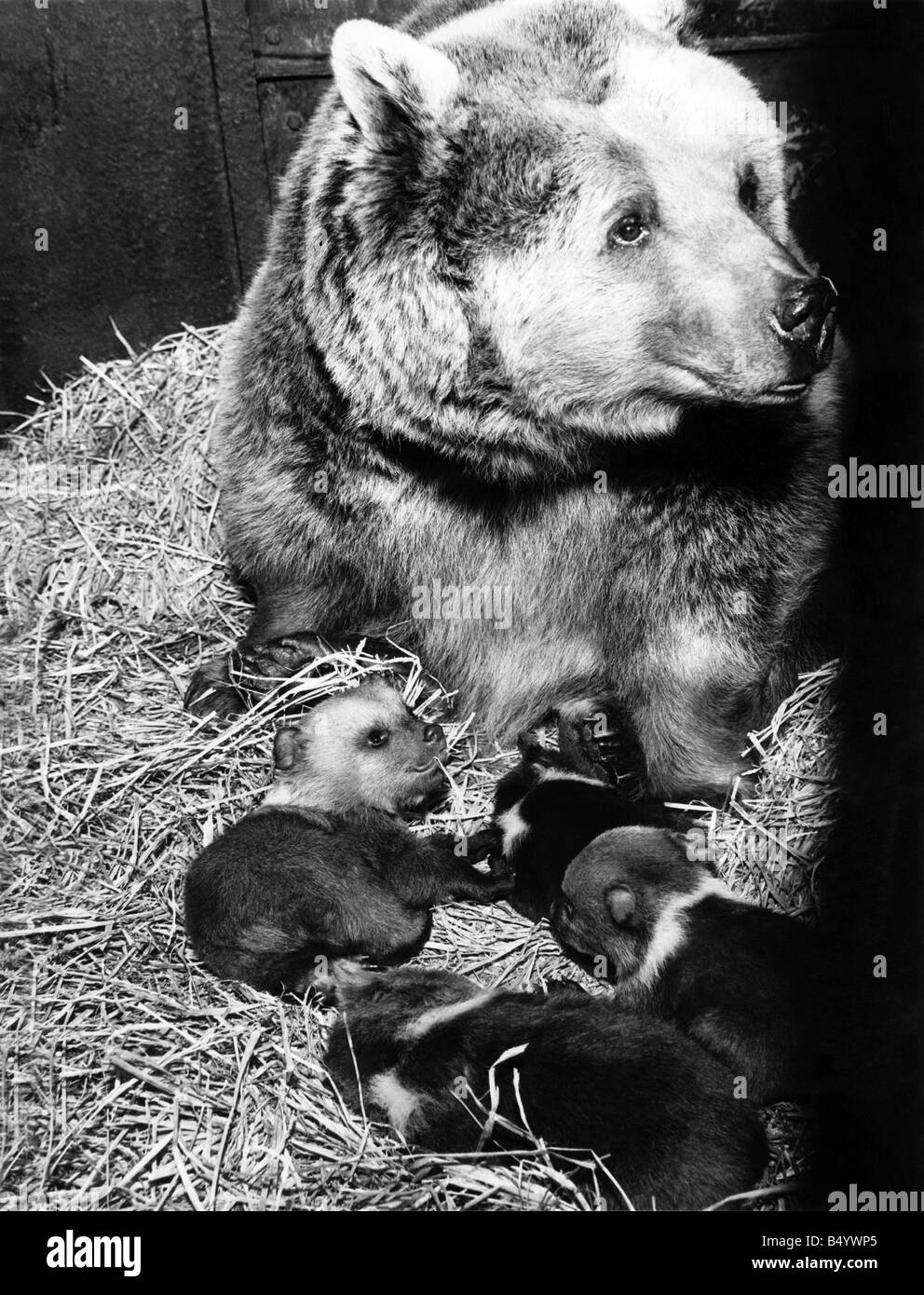 Nine cubs hi-res stock photography and images - Alamy