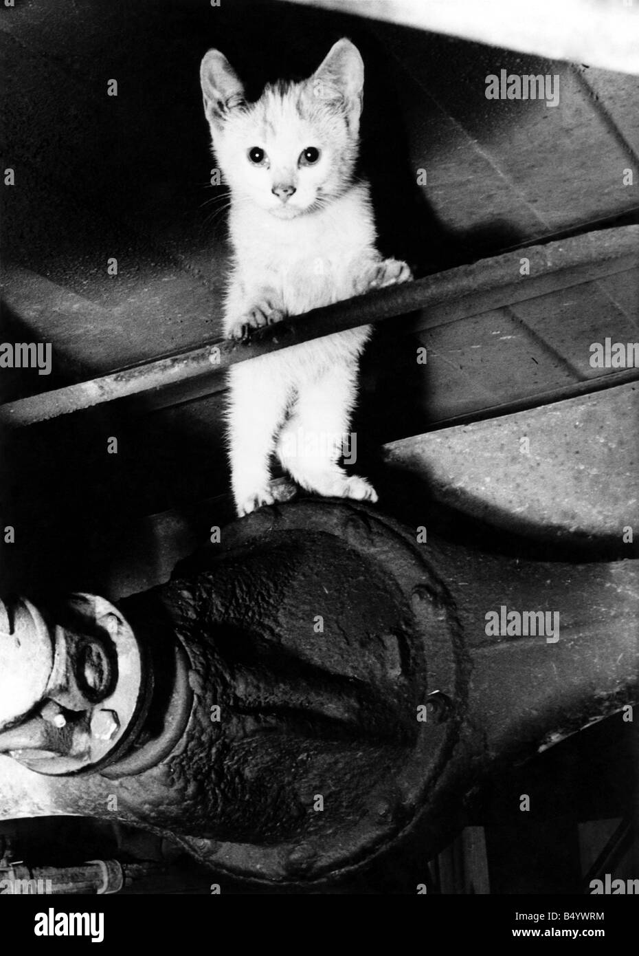 Animals - Cats - Kittens. 1960 P000570 Stock Photo - Alamy