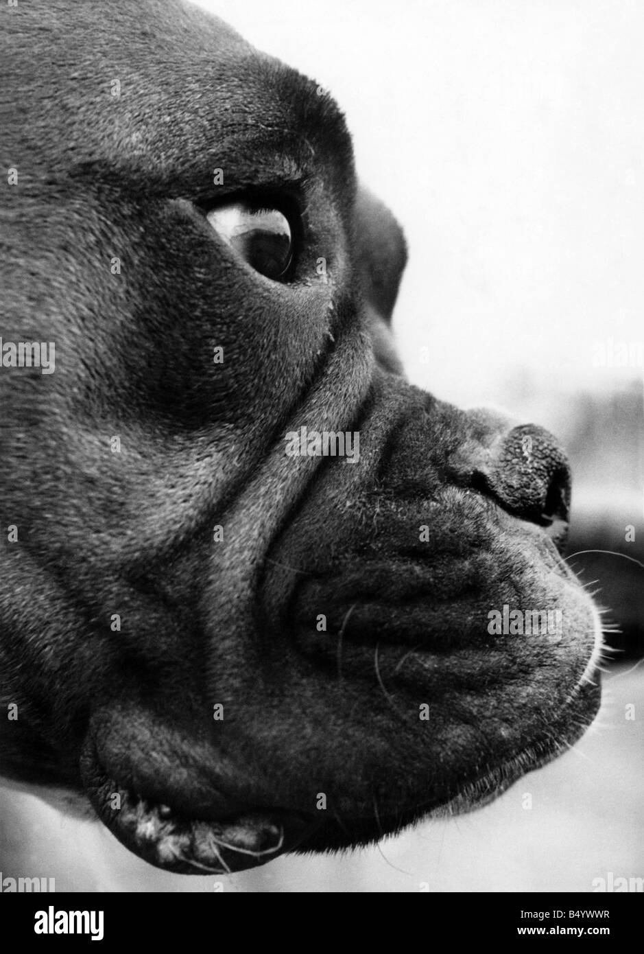 October cute Black and White Stock Photos & Images - Alamy