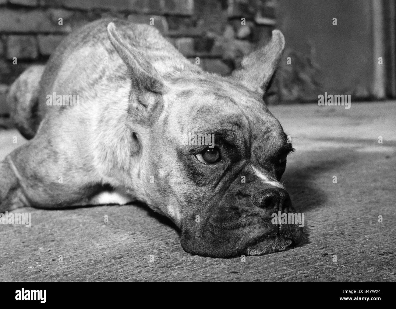 Fed to animals Black and White Stock Photos & Images - Alamy