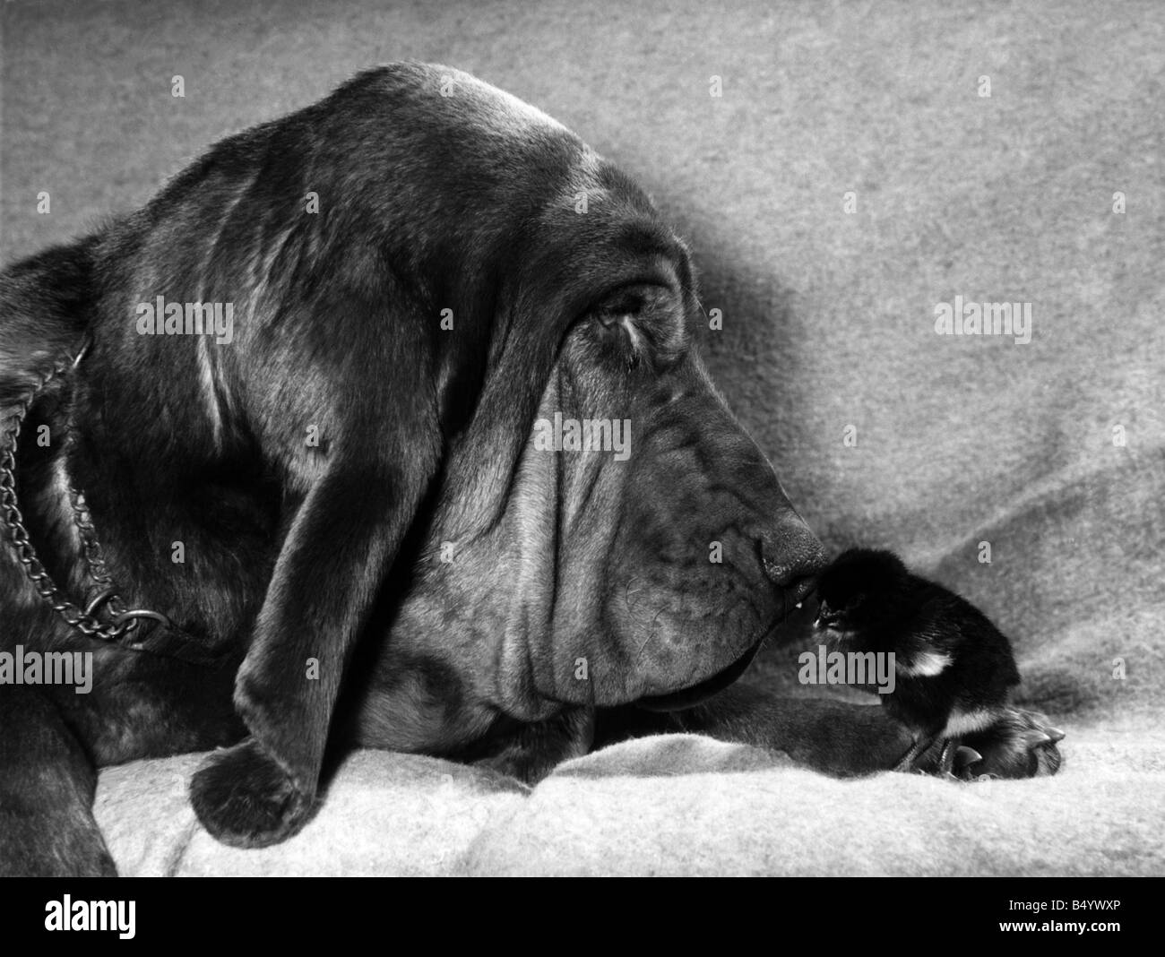 Bloodhounds Black and White Stock Photos & Images - Alamy