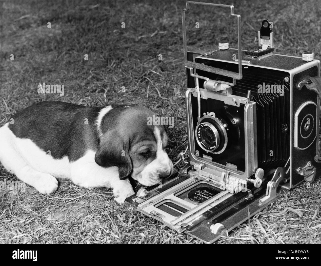 1960s beagle hi-res stock photography and images - Alamy
