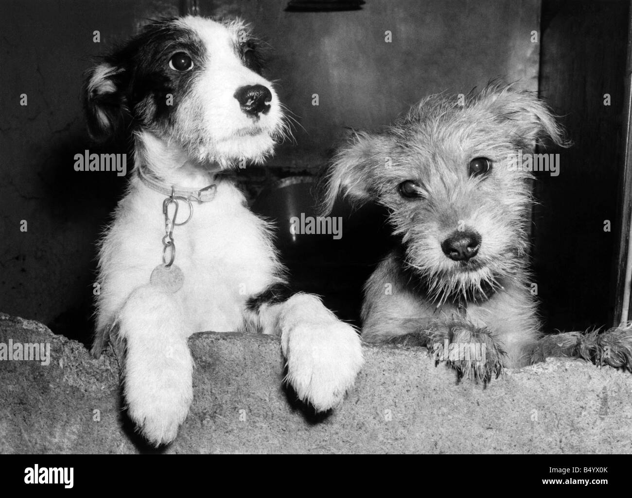 Animals - Dogs - Homes. Two of the 600 pets that ended up in Batterseas ...