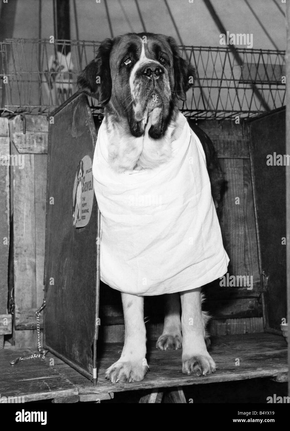 Animals - Dogs. Black pool Show. This St. Bernard seems to be waiting ...