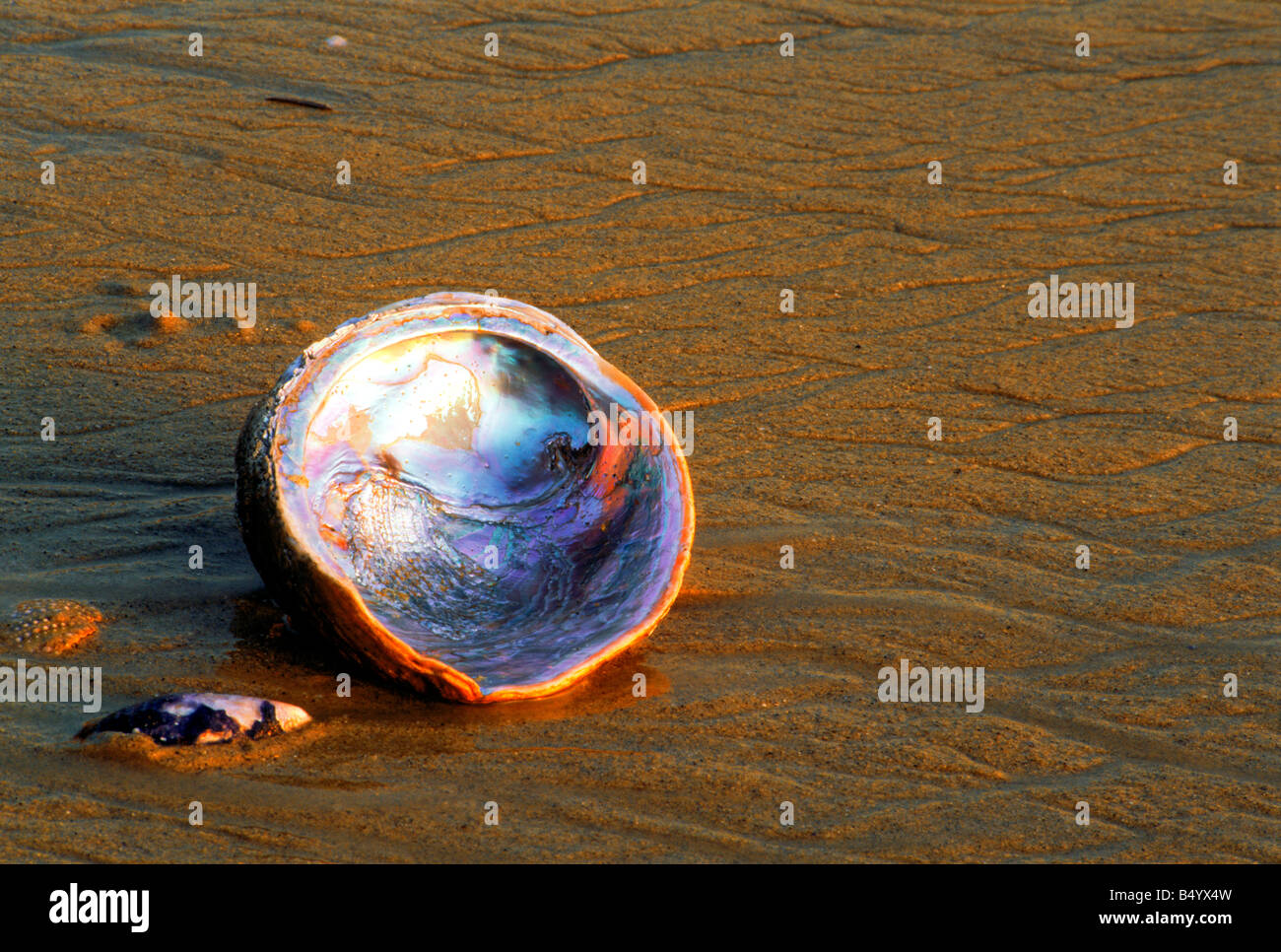 Abalone shell Haliotis iris on sandy shore Stock Photo - Alamy