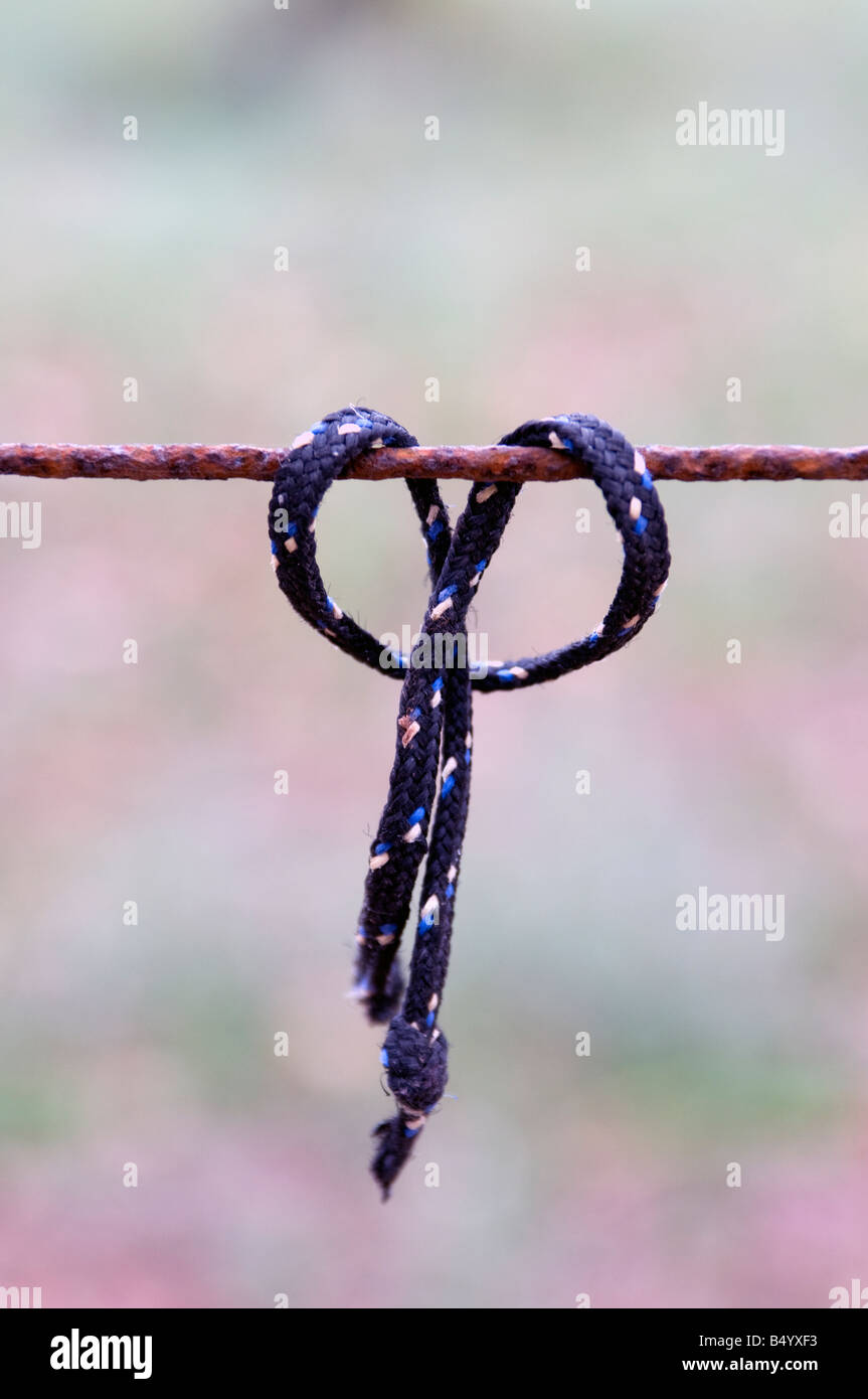 Forget me knot hi-res stock photography and images - Alamy