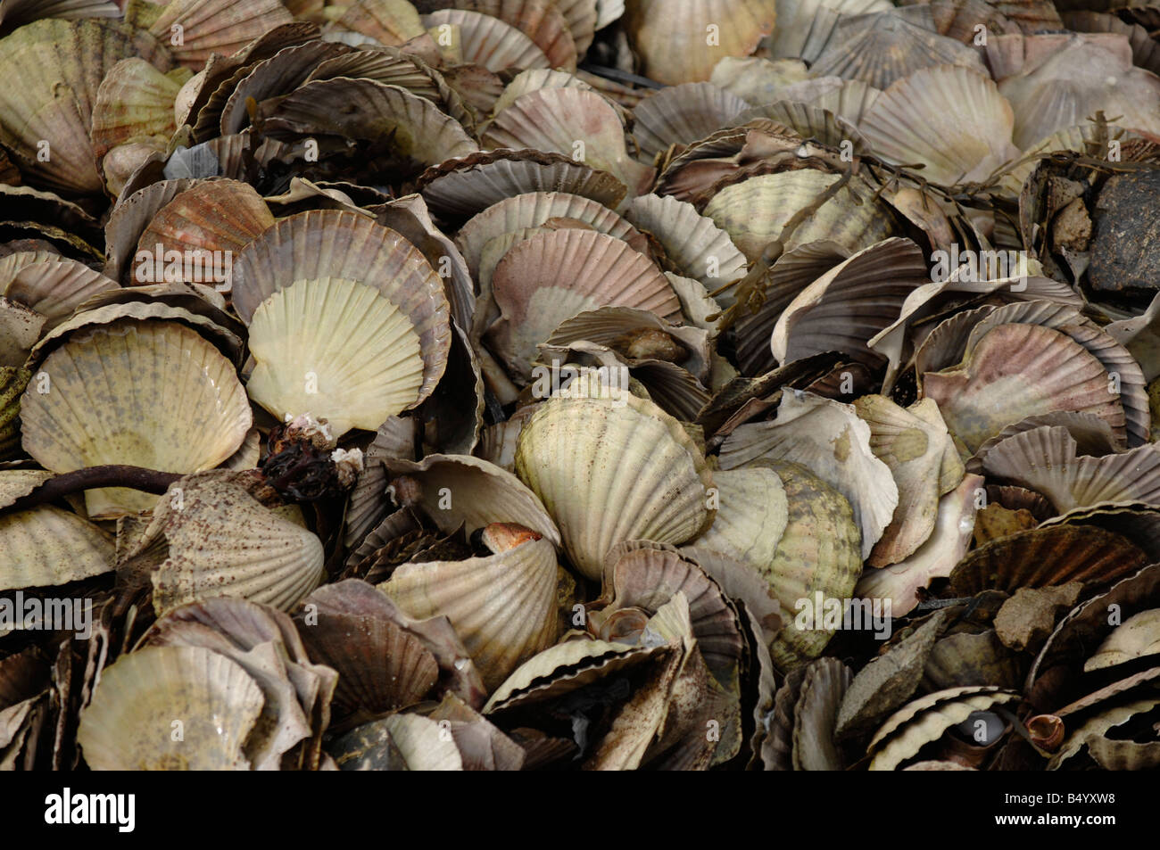 Waste of emptied Scallops at Paimpol, britanny Stock Photo - Alamy