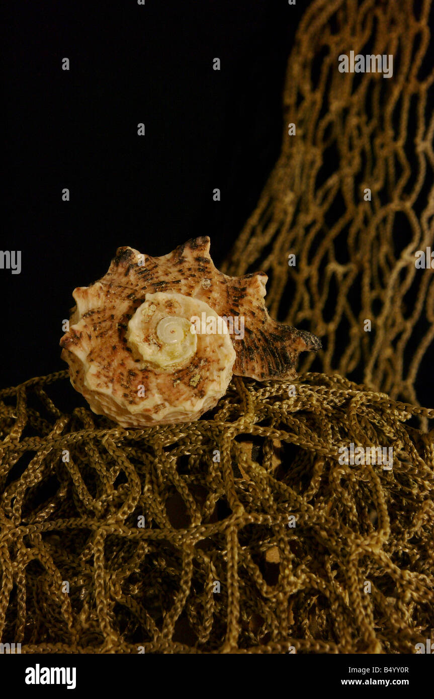 Portrait of a seashell Stock Photo - Alamy