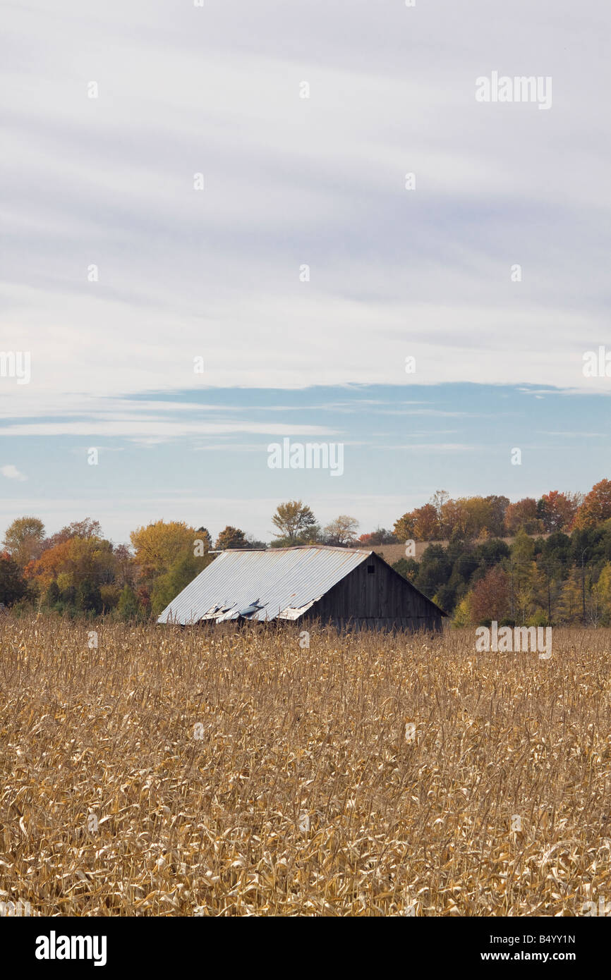 Farm canada ontario corn hi-res stock photography and images - Alamy