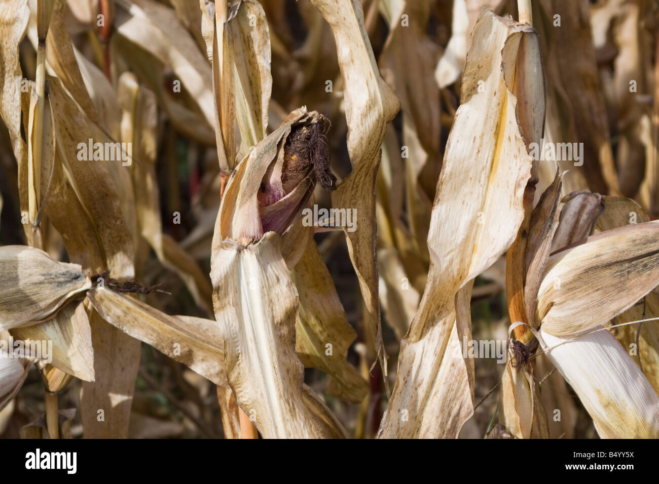 Corn ontario hi-res stock photography and images - Alamy