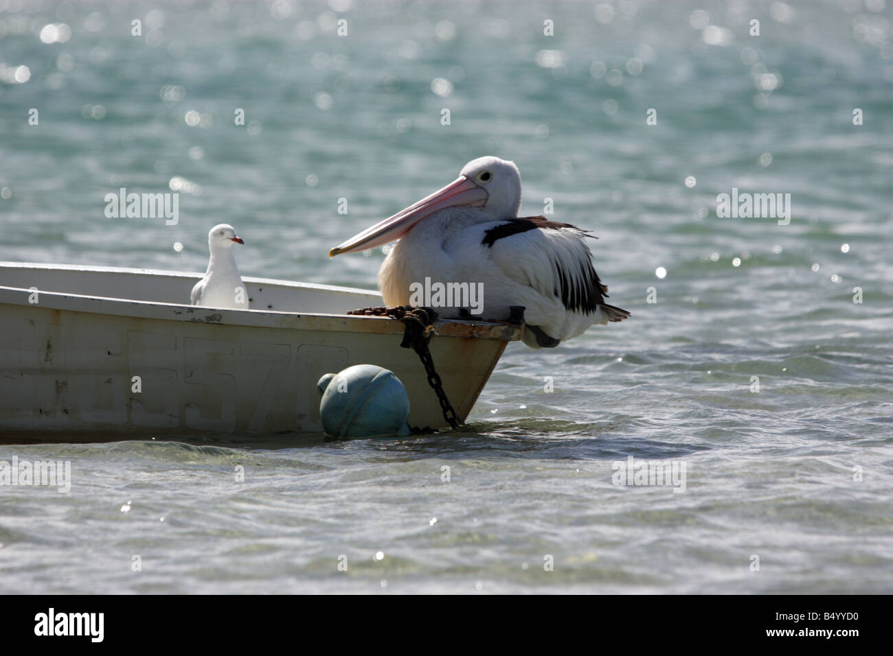 Confused bird species hi-res stock photography and images - Alamy
