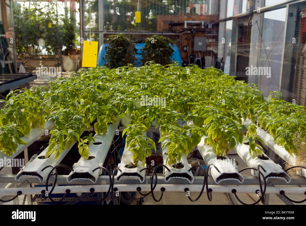 Hydroponic farming hi-res stock photography and images - Alamy