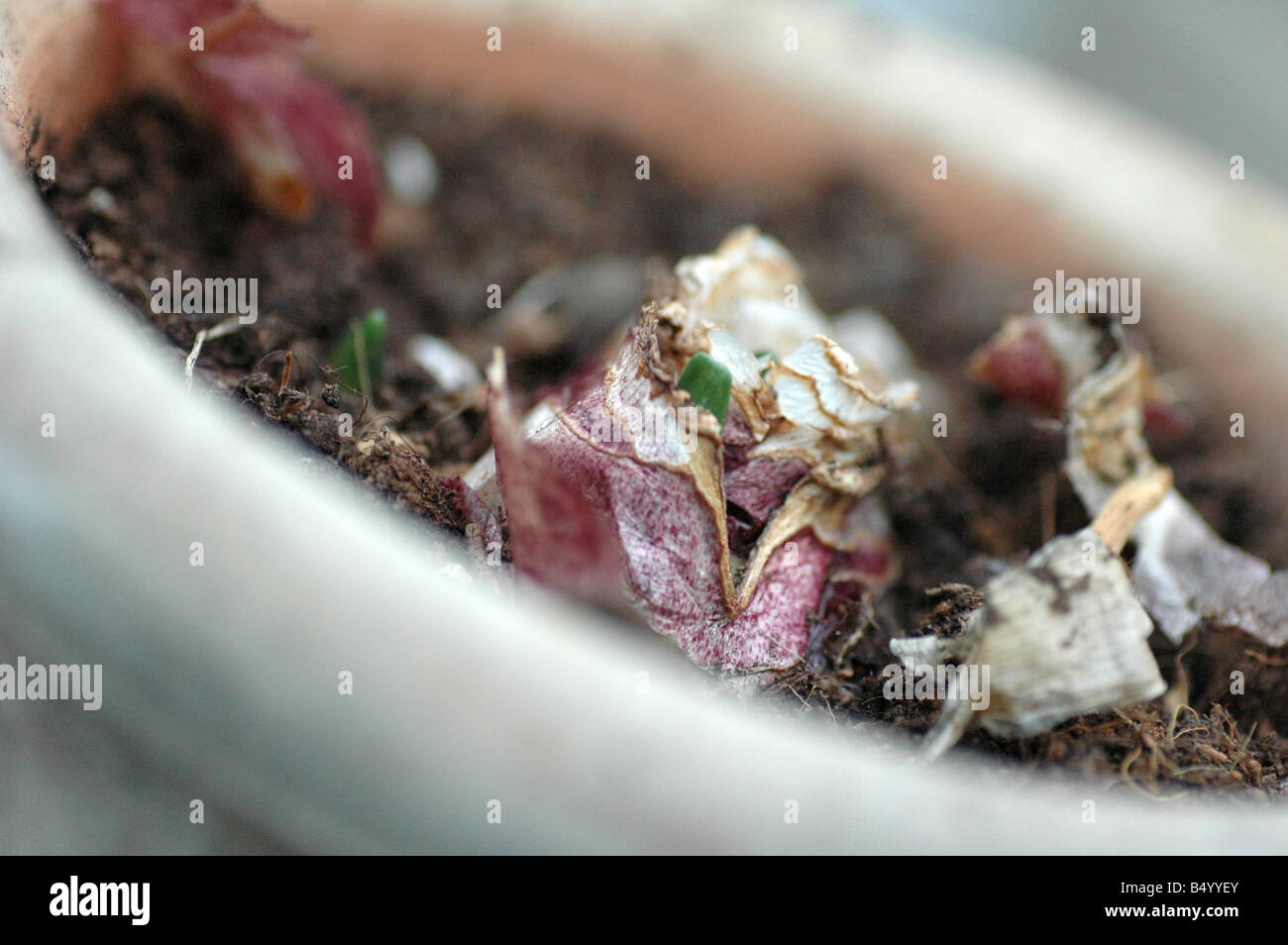Small flower bulbs in soil hi-res stock photography and images - Alamy