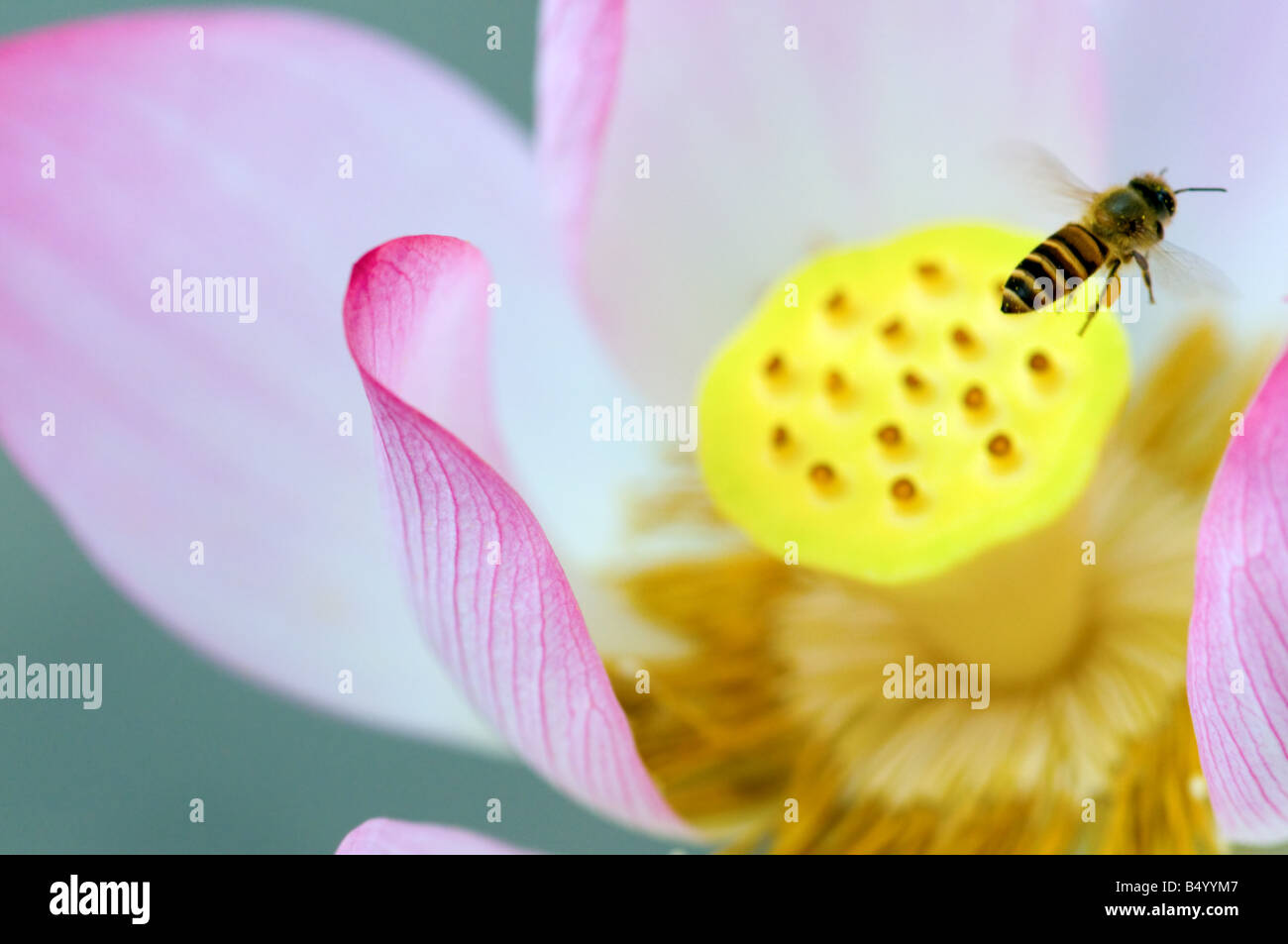 A blooming lotus flower and a bee Stock Photo - Alamy