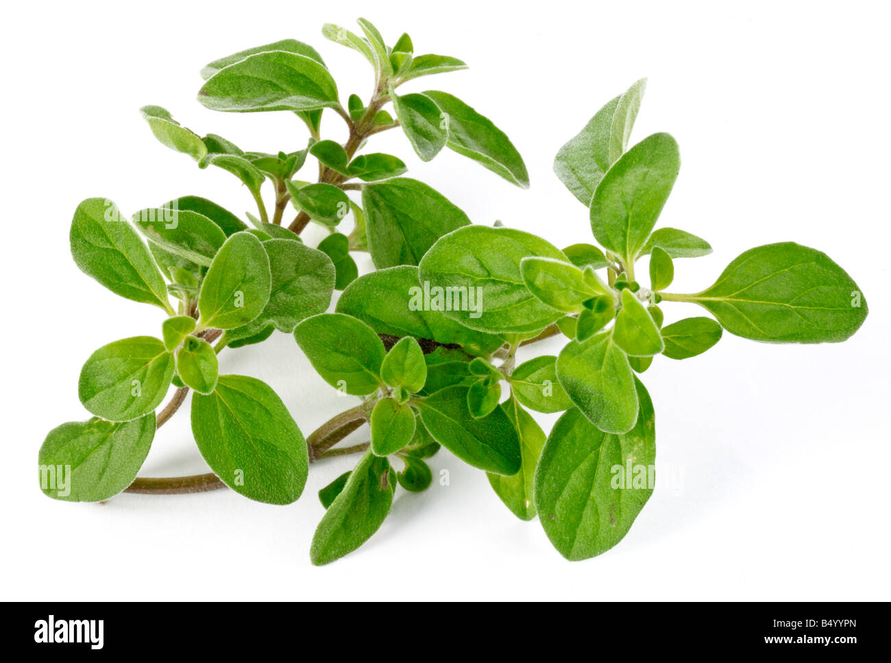 With oregano hi-res stock photography and images - Alamy