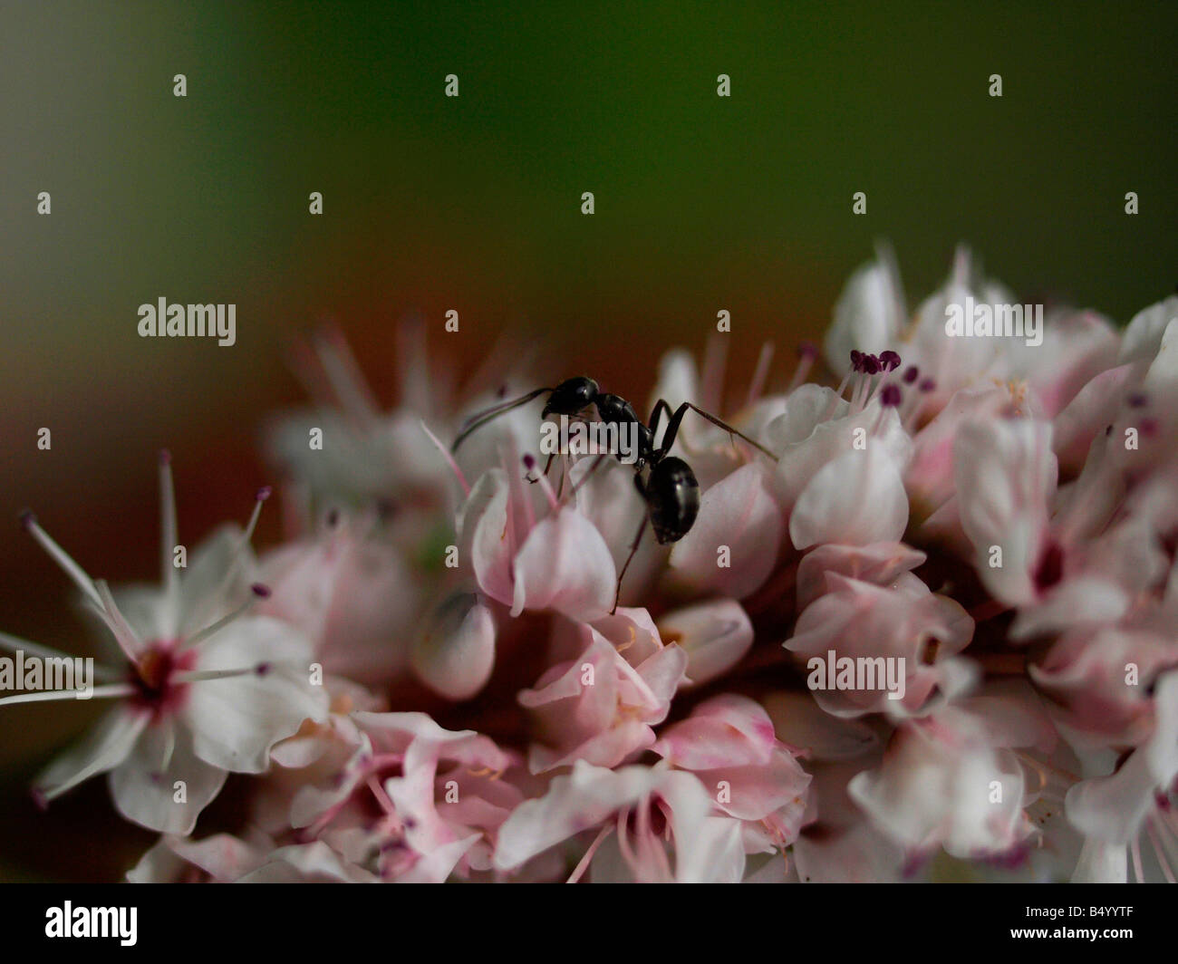 Ant and flowers hi-res stock photography and images - Alamy