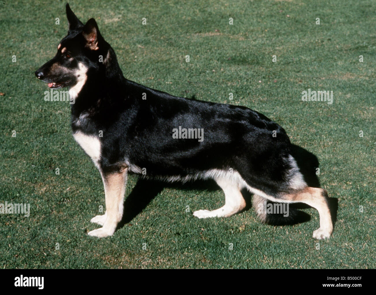 German shepherds hi-res stock photography and images - Alamy