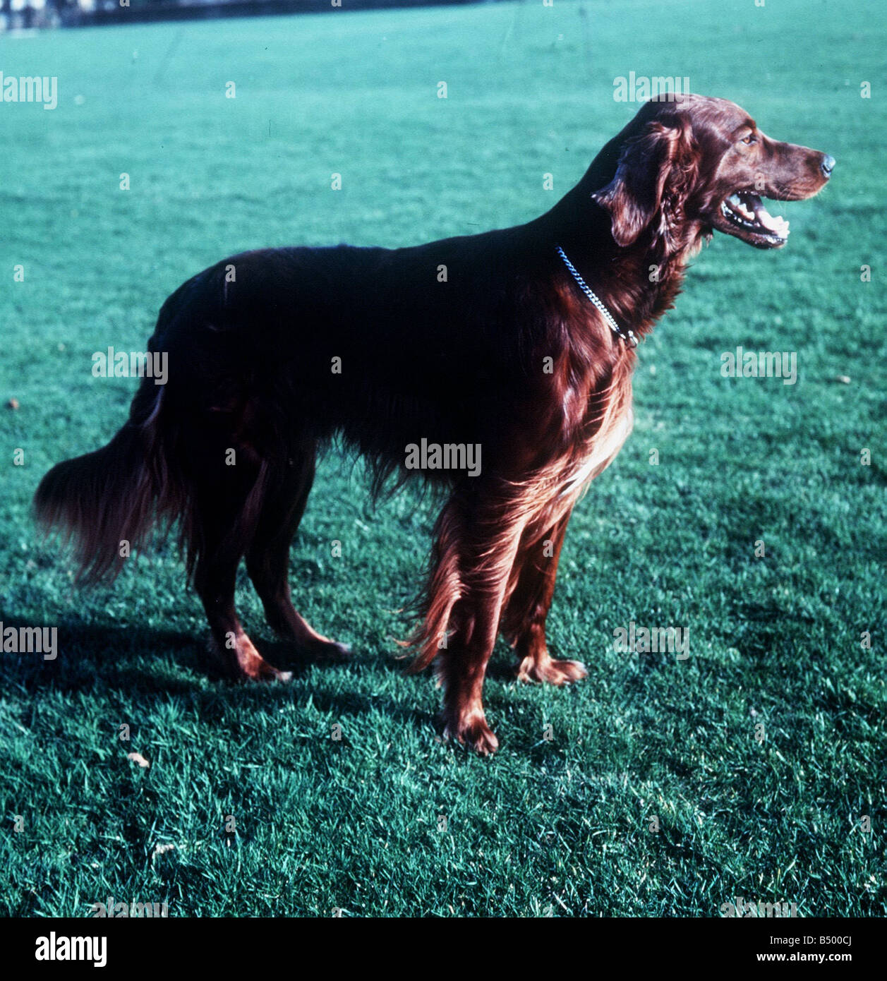 Irish setters hi-res stock photography and images - Alamy