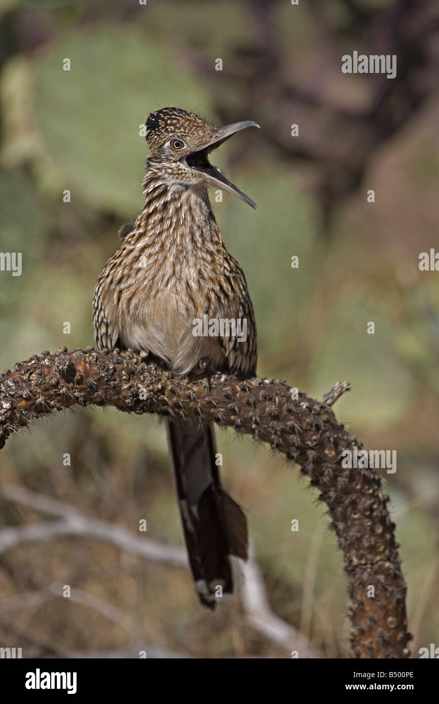 Greater Roadrunner (Geococcyx californianus) Arizona Sonoran Desert ...