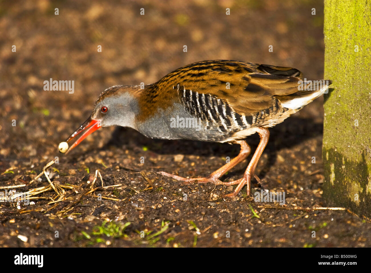 Brown cheeked rail hi-res stock photography and images - Alamy