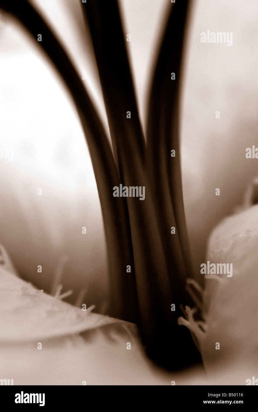 Sepia lily flower hi-res stock photography and images - Alamy