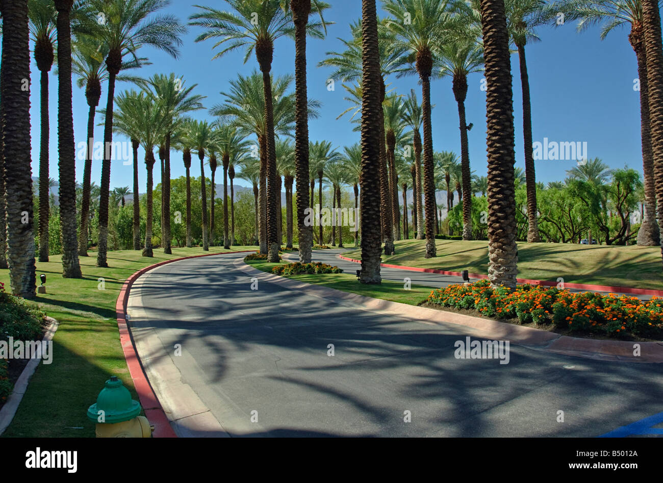 Driveway palm tree hi-res stock photography and images - Alamy