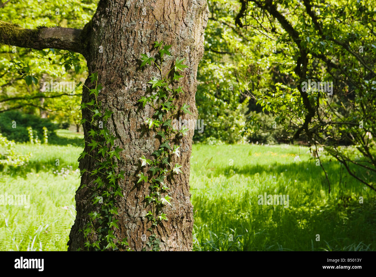A tree trunk with ivy growing on it Stock Photo - Alamy