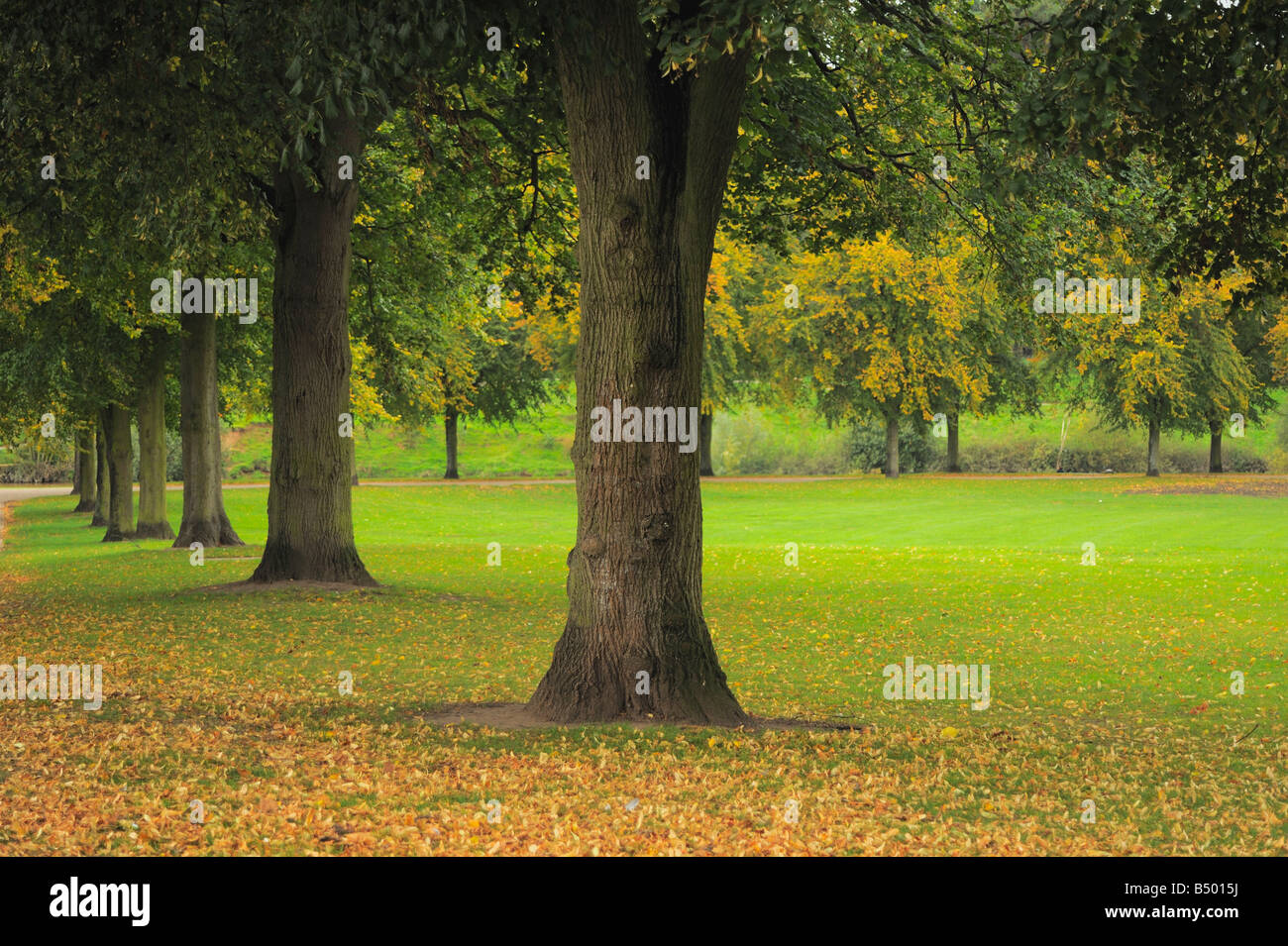 Trees shedding leaves hi-res stock photography and images - Alamy