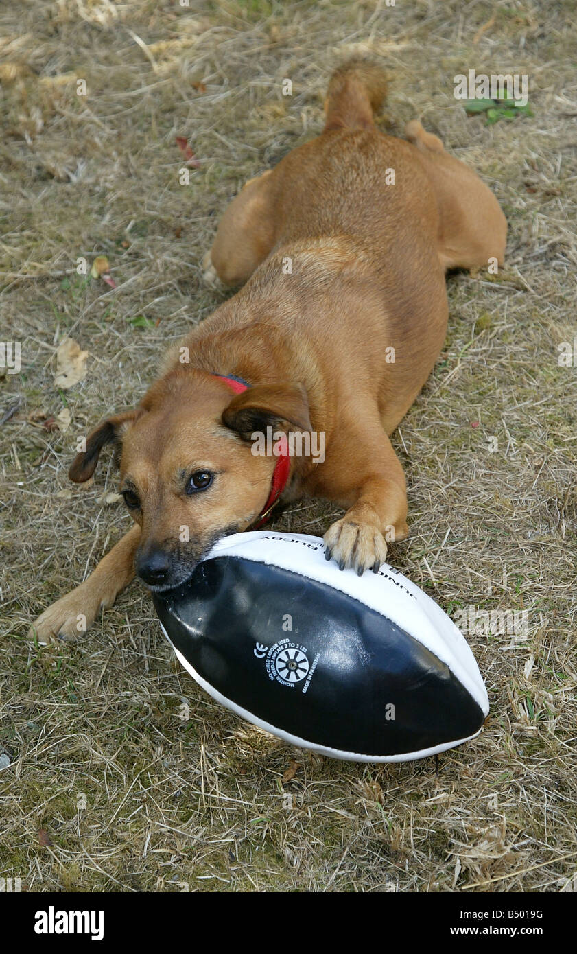 Parsons jack russell terrier hi-res stock photography and images - Alamy