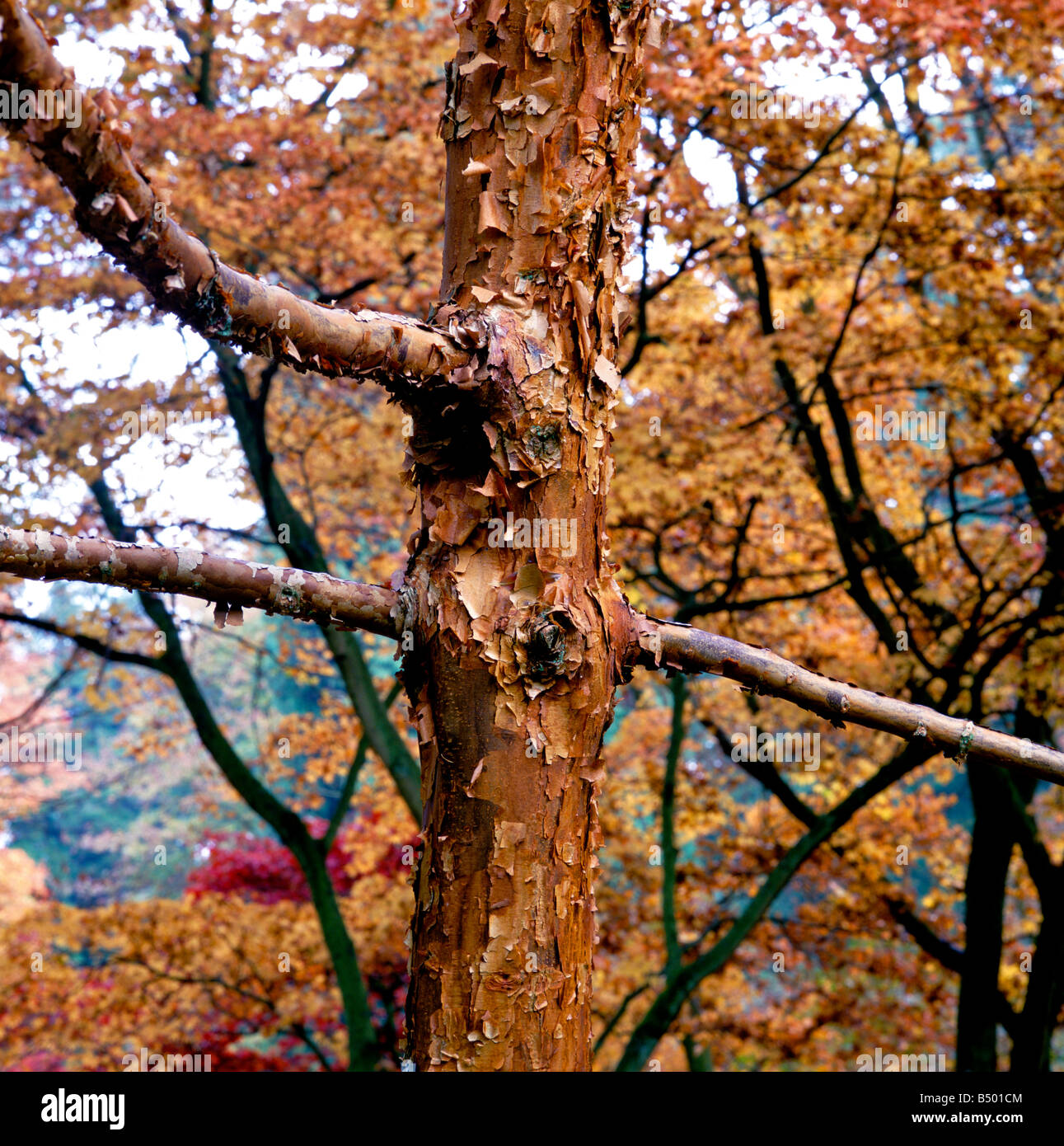 Small acer griseum tree hi-res stock photography and images - Alamy